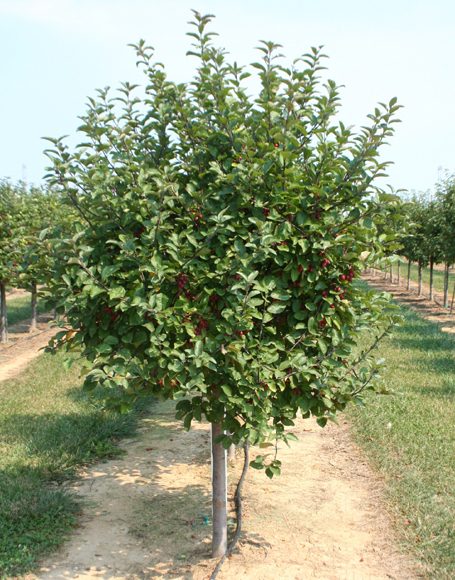 Malus ‘Adams’ - Moon Nurseries