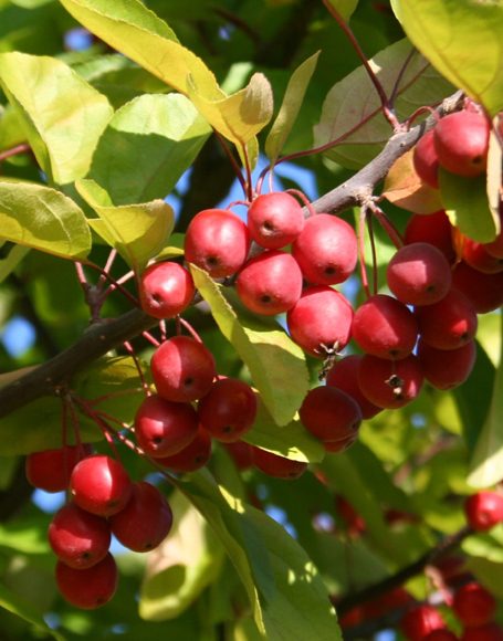 Malus ‘Adams’ - Moon Nurseries