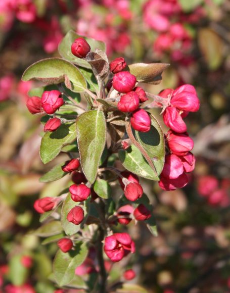 Malus ‘Adams’ - Moon Nurseries