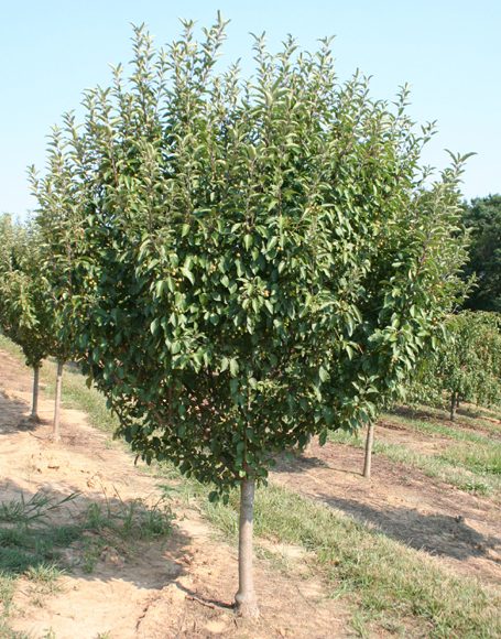 Malus ‘Adirondack’ - Moon Nurseries