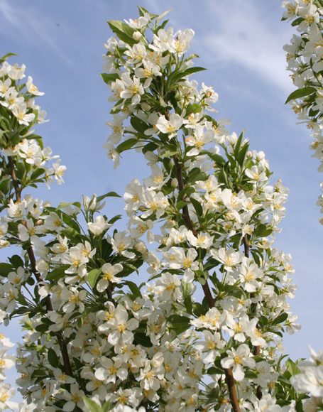 Malus sargentii ‘Firebird’ - Moon Nurseries