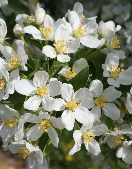 Malus sargentii ‘Firebird’ - Moon Nurseries