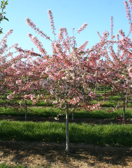 Malus floribunda - Moon Nurseries