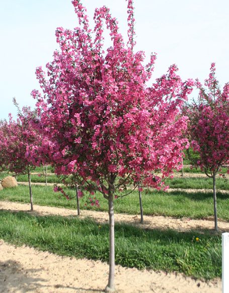 Malus ‘Prairifire’ - Moon Nurseries