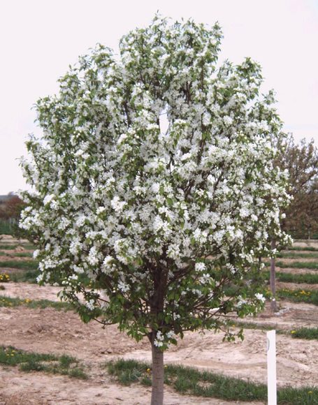 Malus ‘Snowdrift’ - Moon Nurseries