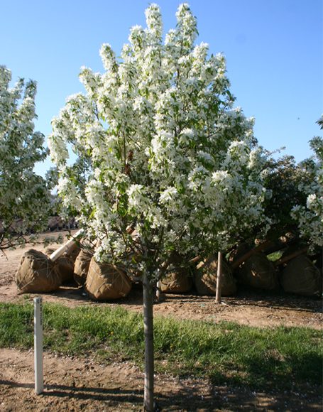 Malus ‘Spring Snow’ - Moon Nurseries