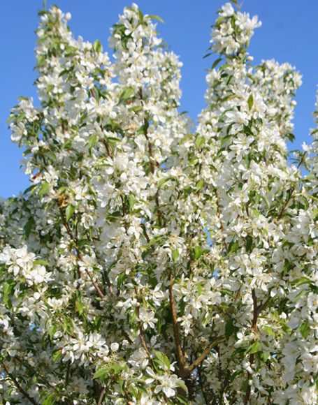 Malus ‘Spring Snow’ - Moon Nurseries