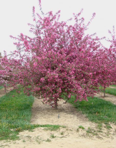 Malus ‘Pink Profusion’ - Moon Nurseries