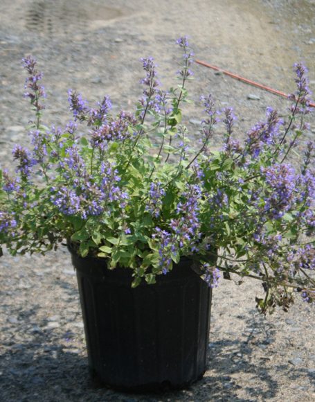 Nepeta mussinii ‘Blue Wonder’ - Moon Nurseries