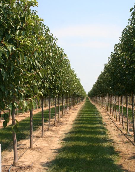 Pyrus calleryana ‘Aristocrat’ - Moon Nurseries