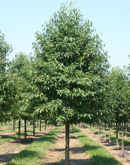 Pyrus calleryana ‘Aristocrat’ - Moon Nurseries