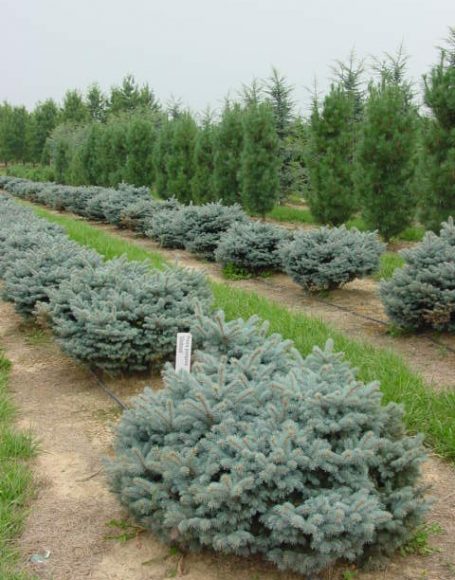 Picea pungens ‘Glauca Globosa’ - Moon Nurseries