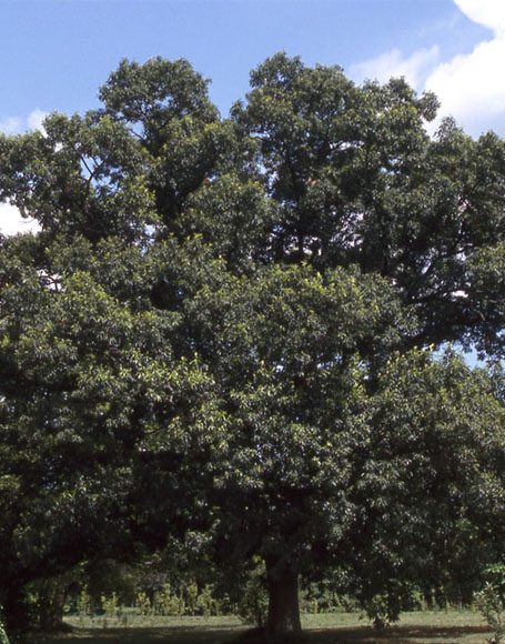 Quercus acutissima - Moon Nurseries