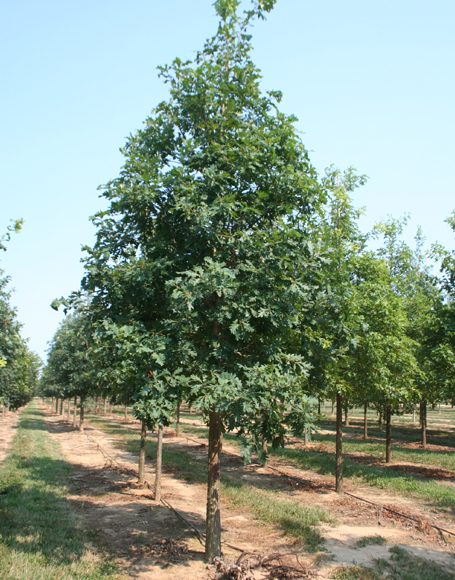Quercus alba - Moon Nurseries
