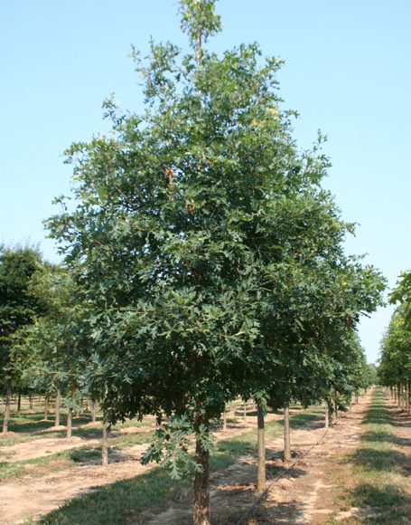 Quercus alba - Moon Nurseries