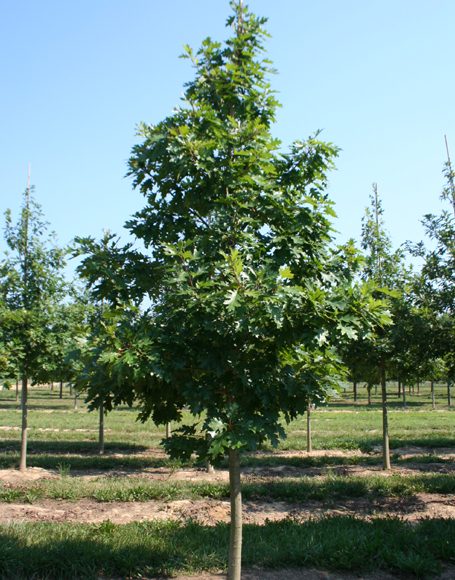 Quercus borealis (rubra) - Moon Nurseries