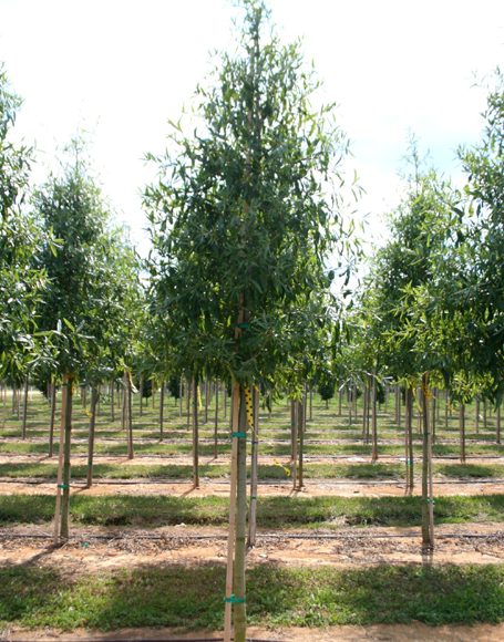 Quercus phellos ‘Hightower’ - Moon Nurseries