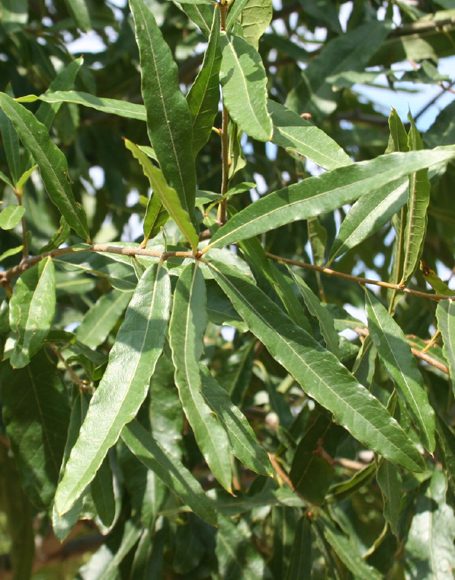 Quercus phellos ‘Hightower’ - Moon Nurseries