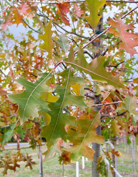 Quercus nuttallii ‘Highpoint’ - Moon Nurseries