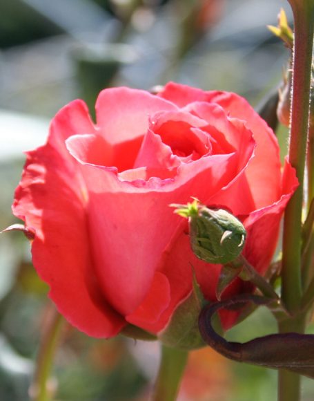 Rosa ‘America’ - Moon Nurseries