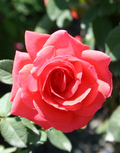 Rosa ‘America’ - Moon Nurseries