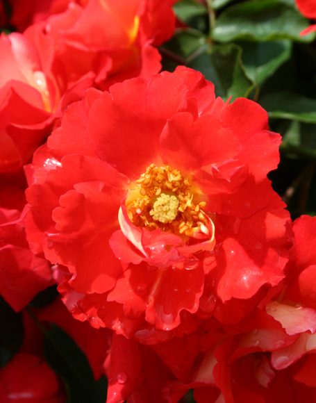 Rosa x ‘Tanabamar (Caramba®)’ - Moon Nurseries