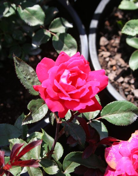 Rosa ‘Radtko (Double Knock Out®)’ - Moon Nurseries