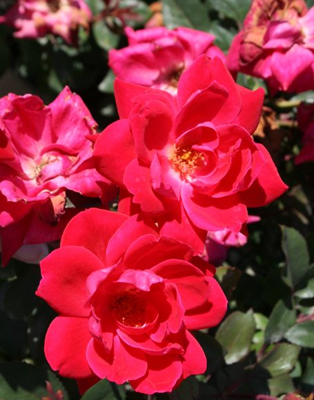 Rosa ‘Radtko (Double Knock Out®)’ - Moon Nurseries