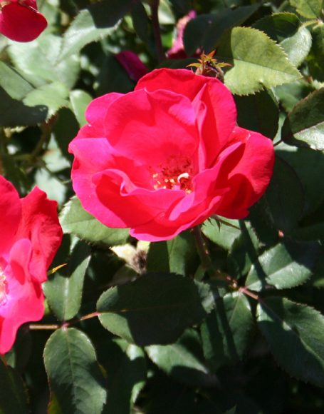 Rosa ‘Radrazz (Knock Out®)’ - Moon Nurseries