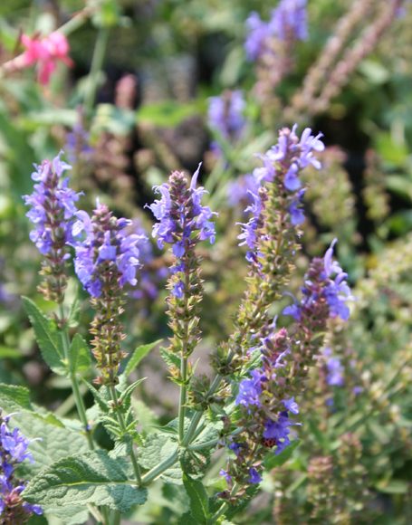 Salvia x sylvestris ‘Blue Hill’ - Moon Nurseries