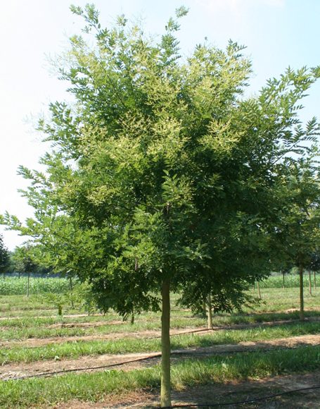 Sophora japonica ‘Regent’ - Moon Nurseries