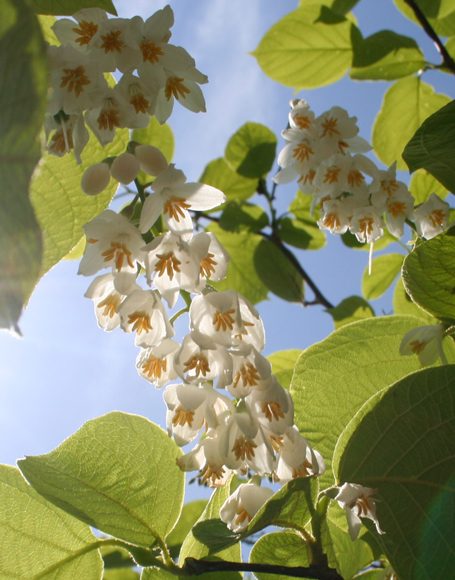 Styrax obassia - Moon Nurseries