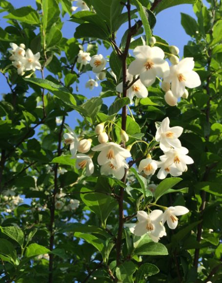 Styrax japonicus ‘Snow Charm’ - Moon Nurseries