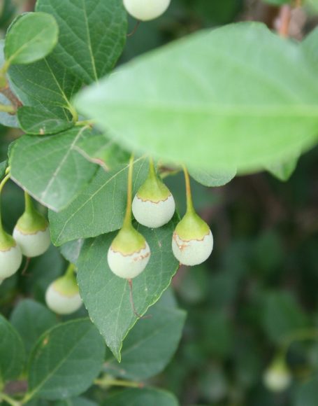 Styrax japonicus Multi-Stem - Moon Nurseries
