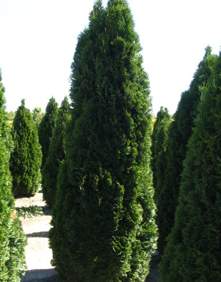 Thuja occidentalis ‘Emerald Green’ - Moon Nurseries