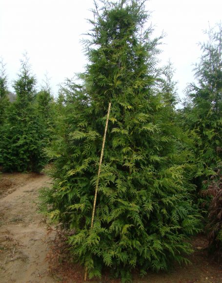 Thuja occidentalis ‘Green Giant’ - Moon Nurseries