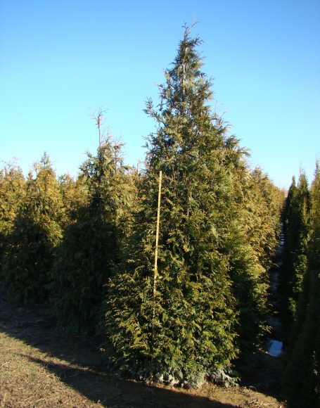 Thuja occidentalis ‘Green Giant’ - Moon Nurseries