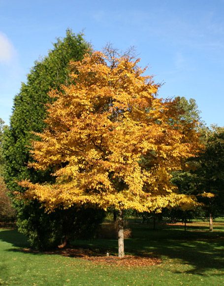 Ulmus x ‘Morton’ - Moon Nurseries