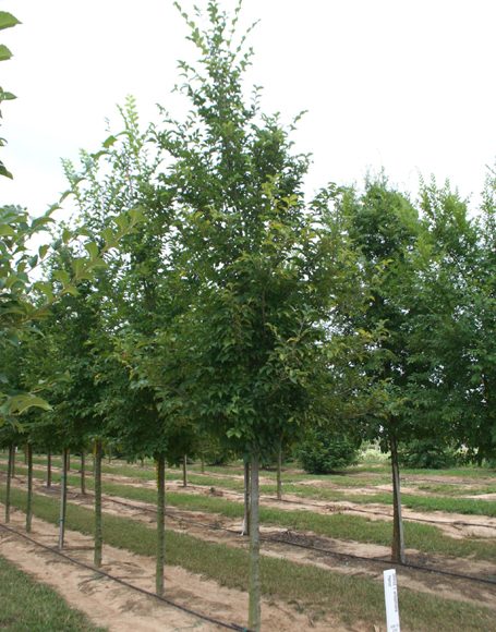 Ulmus x ‘Patriot’ - Moon Nurseries