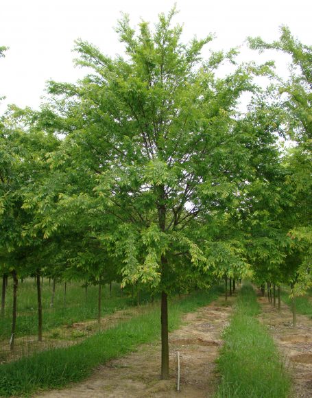 Ulmus parvifolia ‘Allee’ - Moon Nurseries