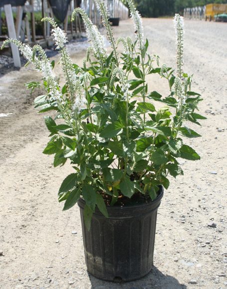 Veronica spicata ‘Icicle’ - Moon Nurseries