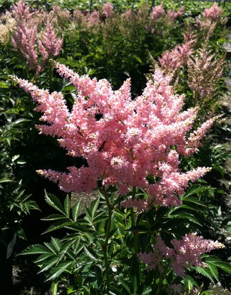 Astilbe japonica ‘Peach Blossom’ - Moon Nurseries