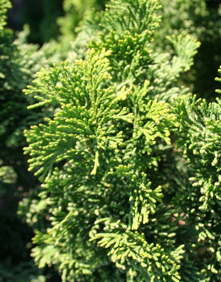 Chamaecyparis obtusa ‘Compacta’ - Moon Nurseries