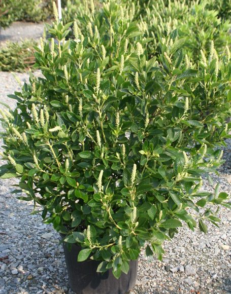 Clethra alnifolia ‘Hummingbird’ - Moon Nurseries