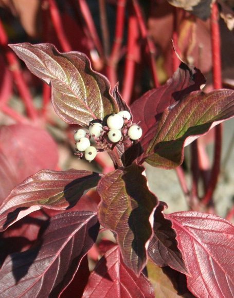 Cornus sericea ‘Baileyi’ - Moon Nurseries