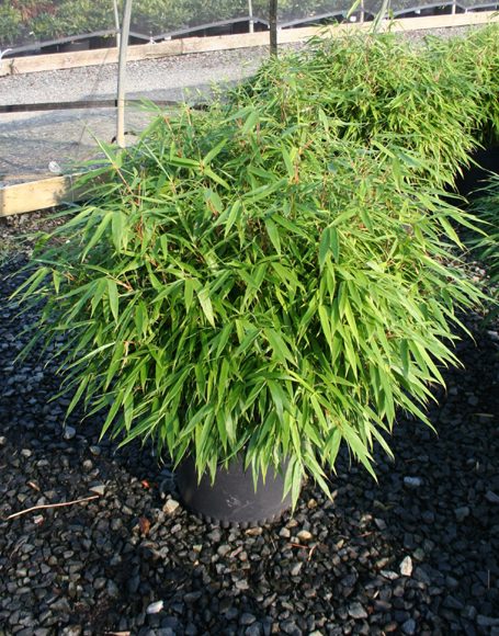 Fargesia rufa ‘Green Panda’ - Moon Nurseries