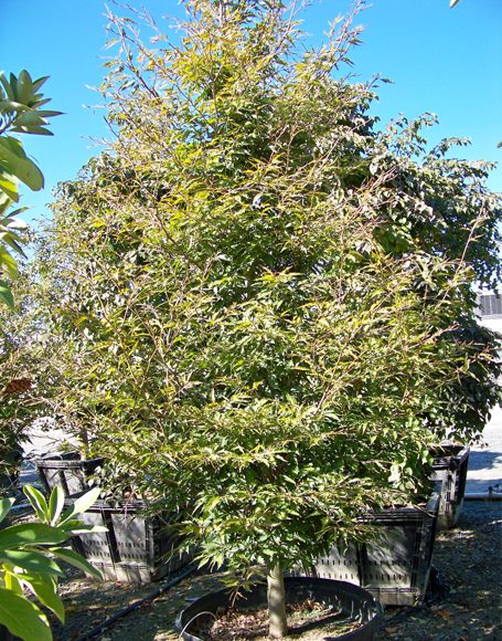 Fagus sylvatica ‘Asplenifolia’ - Moon Nurseries