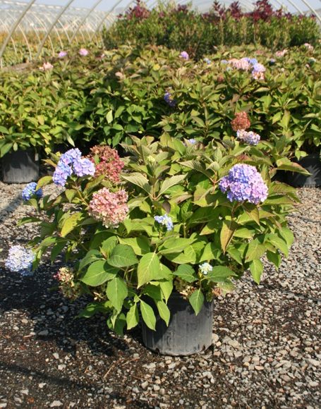 Hydrangea macrophylla ‘Bailmer (Endless Summer) - Moon Nurseries