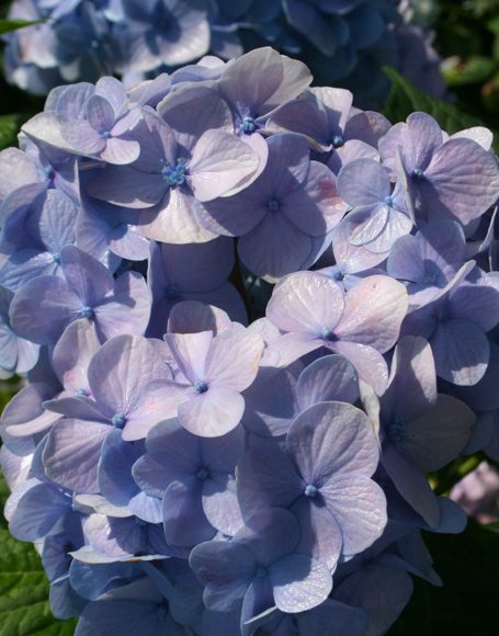 Hydrangea macrophylla ‘Nikko Blue’ - Moon Nurseries