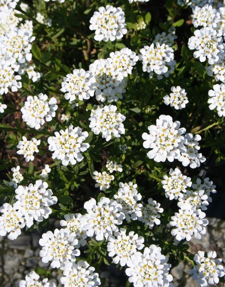Iberis sempervirens ‘Snowflake’ - Moon Nurseries